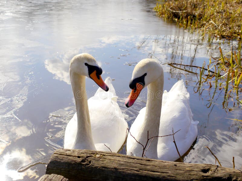 Two Swans Togetherness stock image. Image of gift, nothings - 65035271