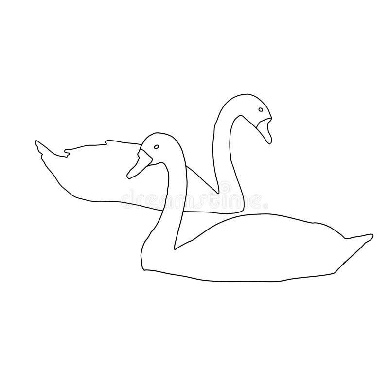 Two Swans. Vector Illustration. Stock Vector - Illustration of ...
