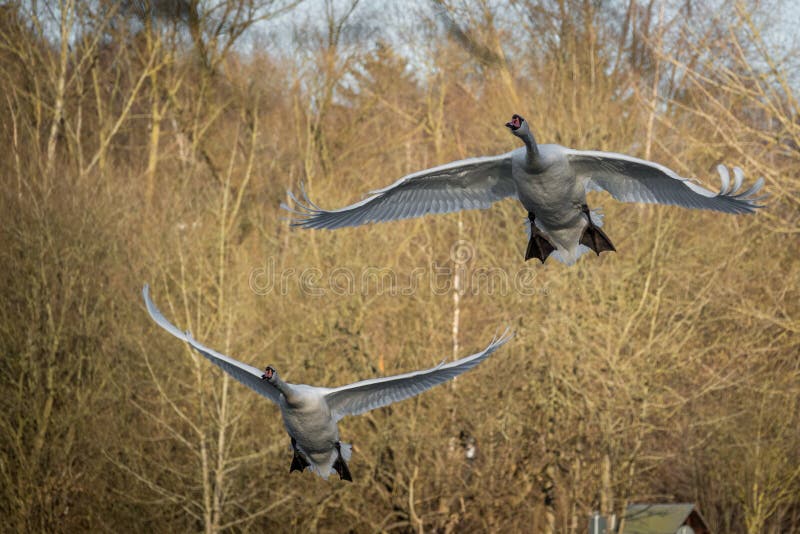 2 Swans Vigorously Beat Their Wings To Fly Stock Photo - Image of ...