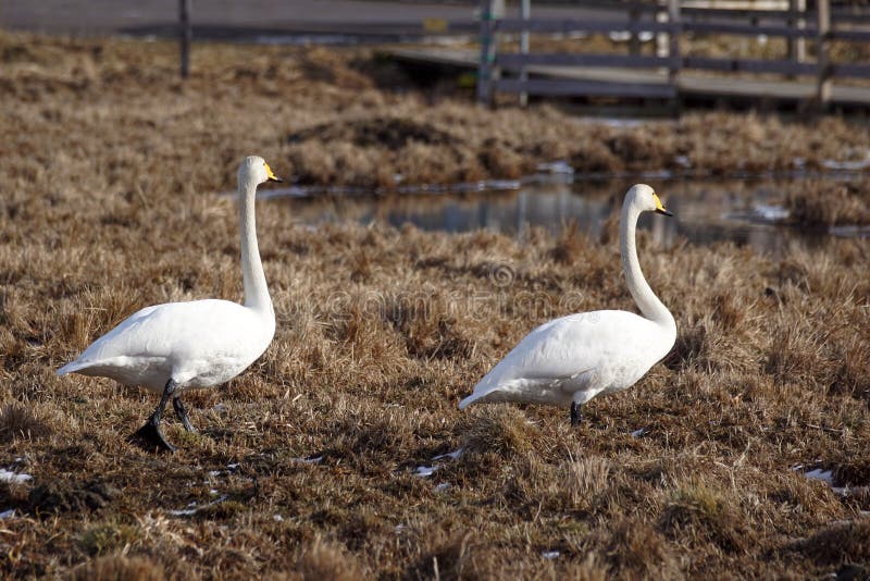 Two Swans Walking on Field during Spring Stock Photo - Image of ...