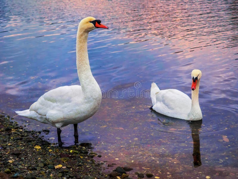 Two Swans at the Water Edge at the Sunset Time Stock Photo - Image of ...