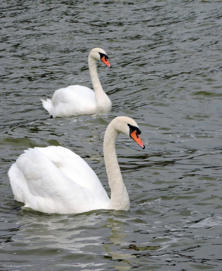 Two Swans On Body Of Water Picture. Image: 115773994