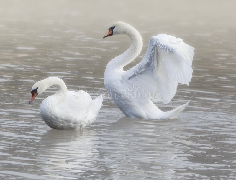 Two swans stock photo. Image of single, bird, lake, park - 34444562