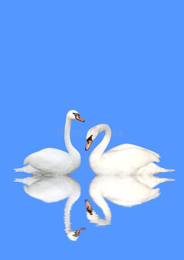Two swan stock photo. Image of pair, elegance, amour - 11816556