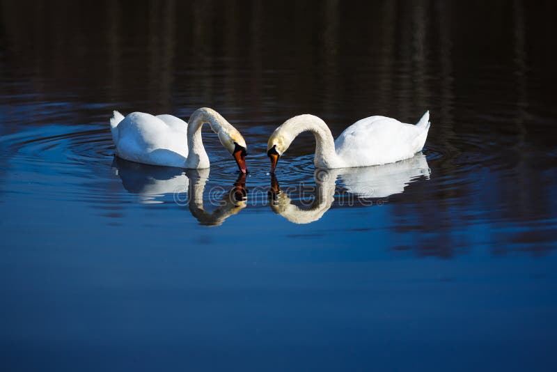 Kiss Two Swans Stock Photos - Free & Royalty-Free Stock Photos from ...