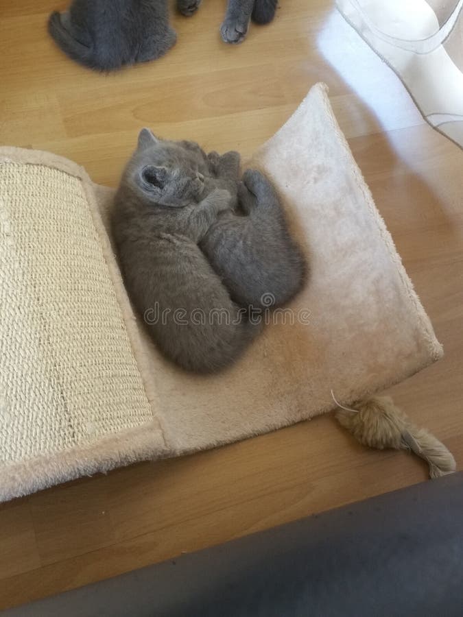 Two sweet baby cats stock photo. Image of baby, kittens - 101034324