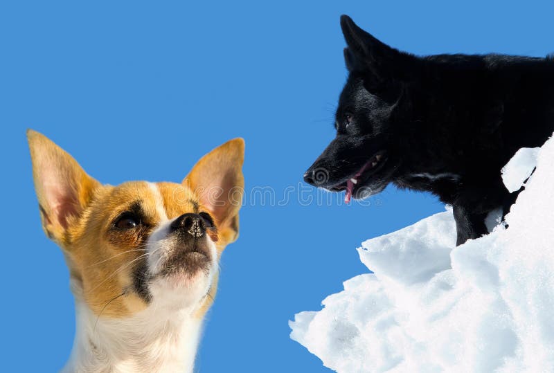 Two Sweet and Beautiful Dogs with a Blue Sky in the Background Stock ...