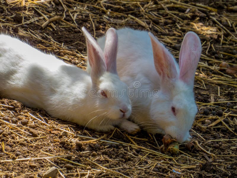 Two sweet bunnies stock image. Image of sweet, farm, bunnies - 77326157