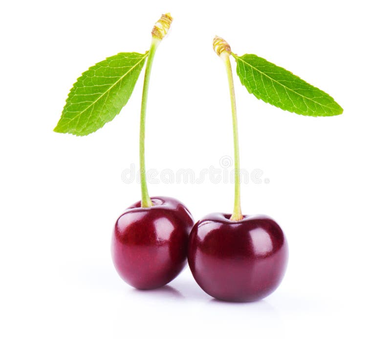 Two sweet cherries stock image. Image of leaf, eating - 54249265
