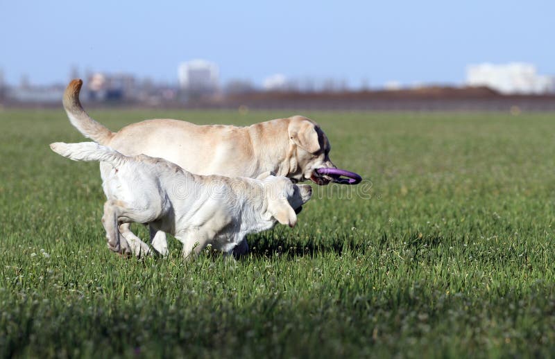 Two Sweet Yellow Labradors in the Park Stock Photo - Image of puppy ...