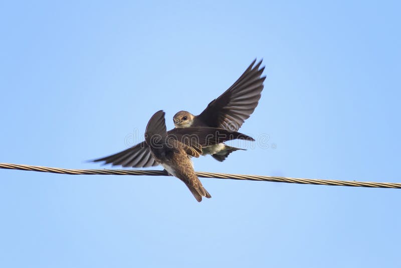 Two Swift Build Relationships on the Wires Stock Image - Image of clear ...