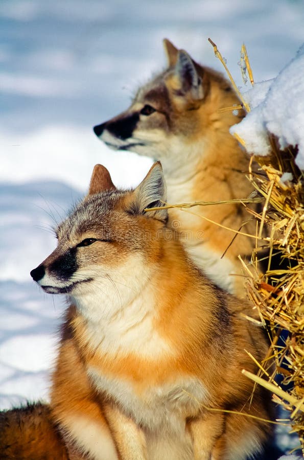 Swift Fox stock image. Image of swift, great, nature - 95907431