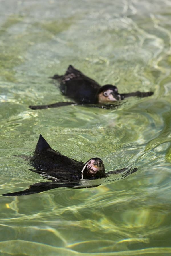 Beavers stock image. Image of water, sunny, nature, leaves - 80636799