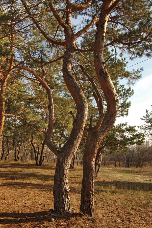 Two dancing trees stock image. Image of sunny, curved - 251473839