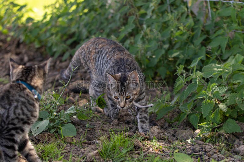 Two Tabby Cats visiting stock image. Image of visiting - 315398657