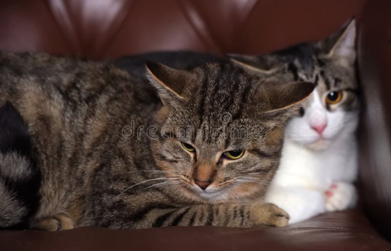 Two tabby cats together stock photo. Image of baby, color - 173427740