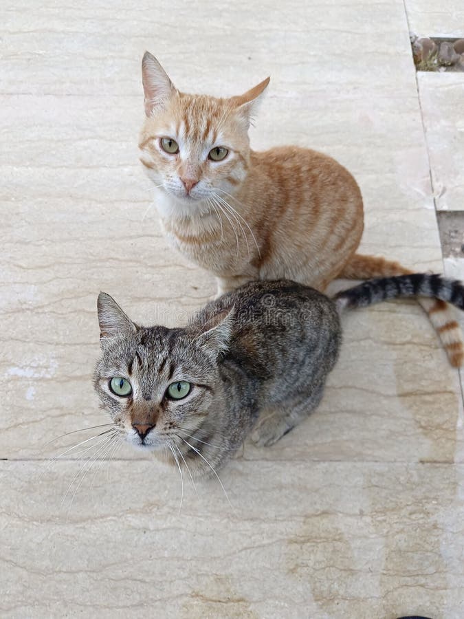 Two Tabby Cats visiting stock image. Image of visiting - 315398657