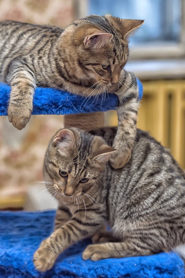Two tabby young cats play stock image. Image of funny - 166846031