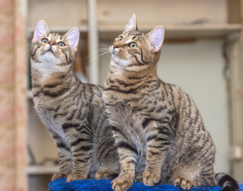 Two tabby young cats stock photo. Image of kitten, cats - 173412490