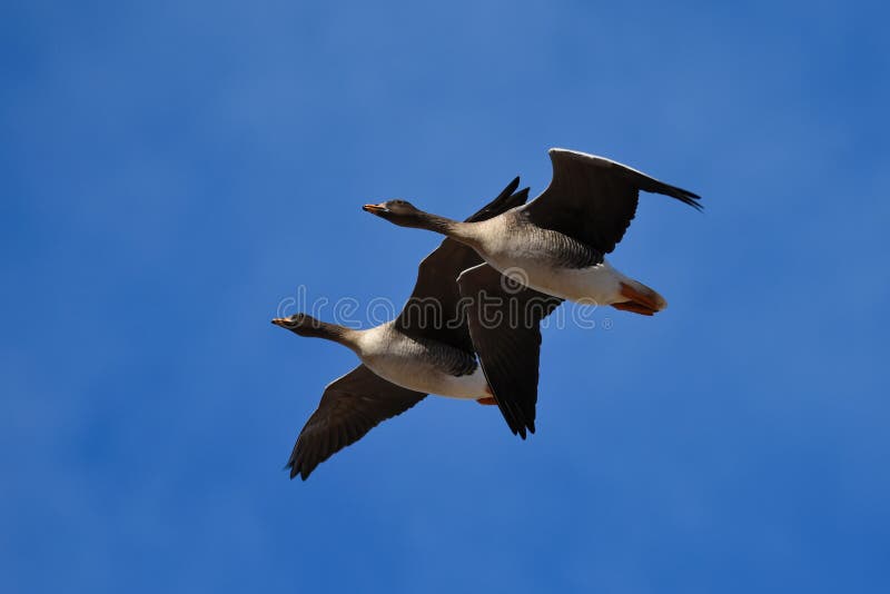 Two Taiga Bean Goose (Anser Fabalis) Flying. Stock Photo - Image of ...