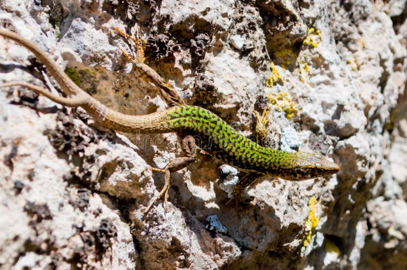 Two-tailed Green Rock Lizard Darevskia Lindholmi, Female Stock Image ...