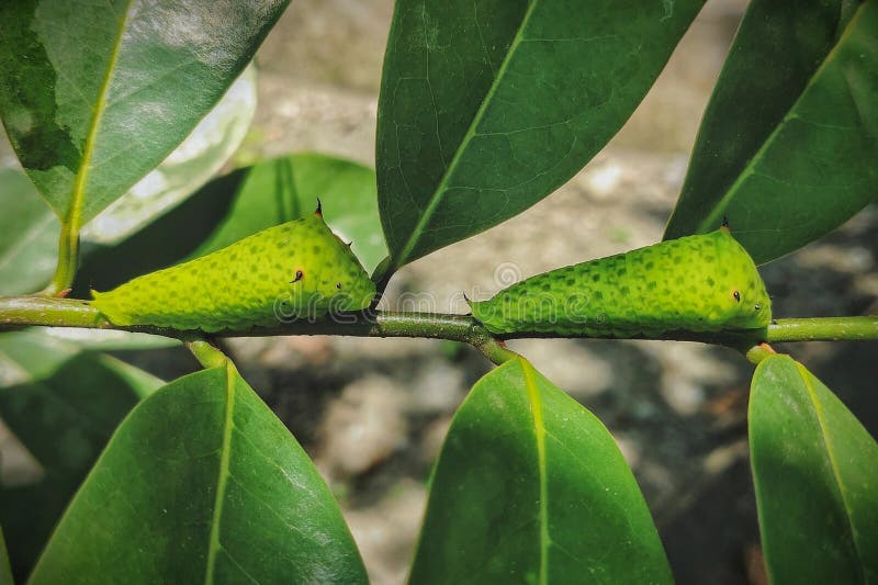 3,765 Two Tailed Collum Stock Photos - Free & Royalty-Free Stock Photos ...