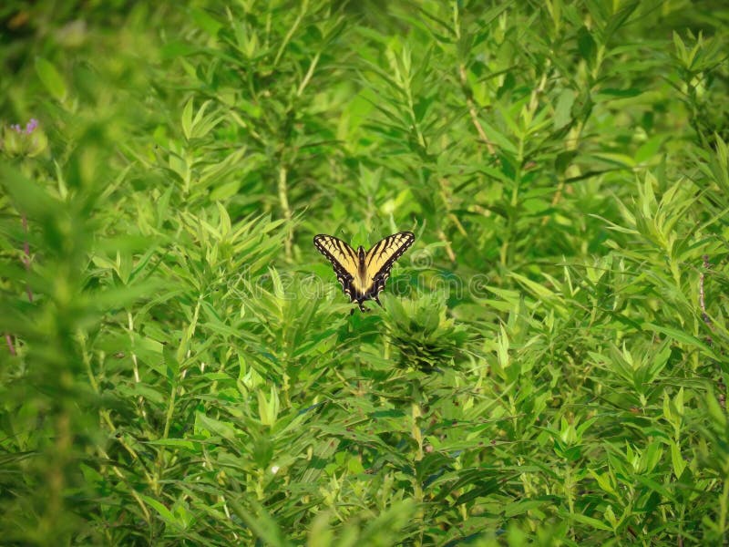 Two-tailed Swallowtail Butterfly on Milkweed Stock Photo - Image of ...