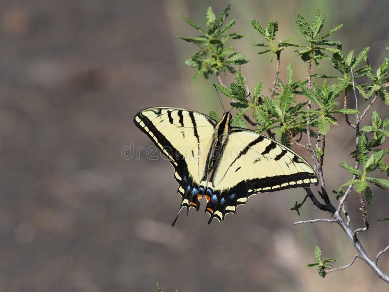 Two Tailed Swallowtail Butterfly Stock Image - Image of wing, moon ...