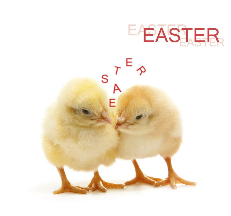 Two talking chicken stock image. Image of fluffy, life - 18801557