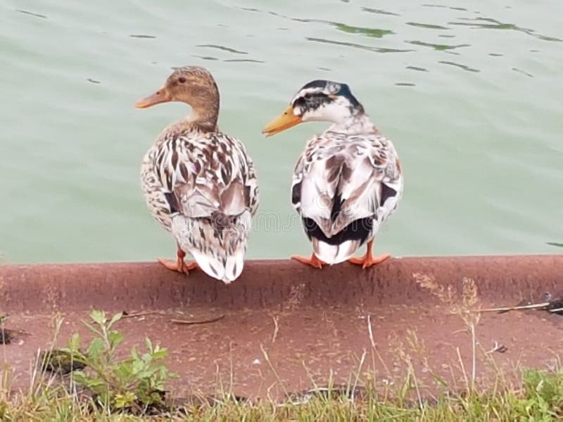 Talking ducks stock photo. Image of grass, water, birds - 90474962
