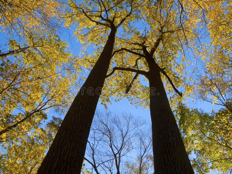 Two Tall stock photo. Image of tall, woods, blue, forest - 1550806