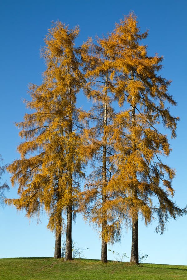 Two Tall Autumnal Larch Trees Stock Photo - Image of autumnal, meadow ...