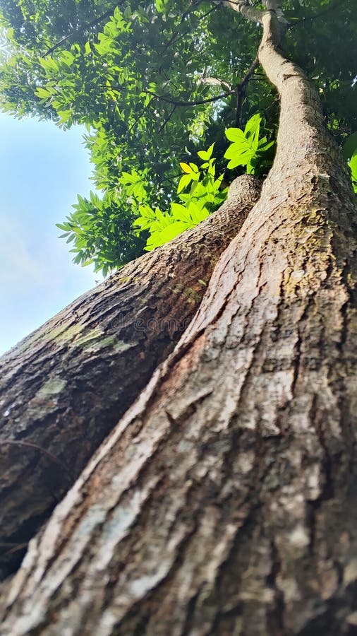 Two tall big trees stock photo. Image of birds, trees - 367358346