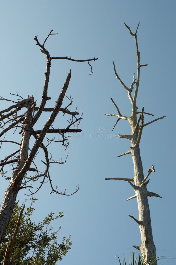 Tall Dead Tree without Leaves Rising Above Dried Vegetation and Green ... Tall Dead Tree without Leaves Rising Above Dried Vegetation and Green ...
