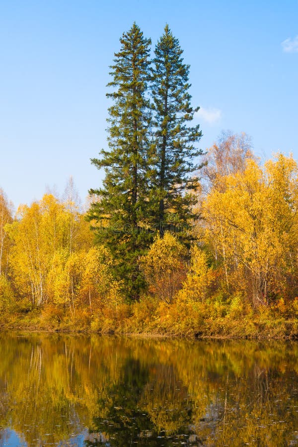 Two Tall Fir Trees in Autumn Forest Stock Photo - Image of waterfront ...