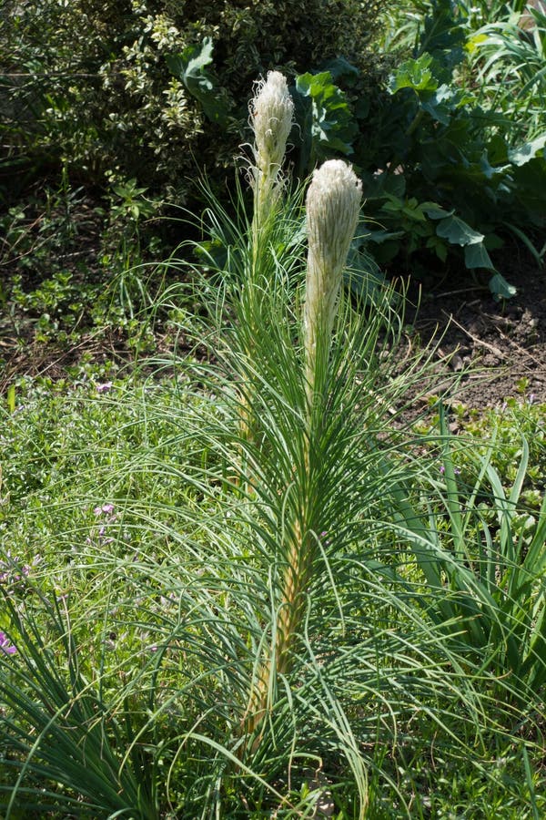 Two Tall Narrow Flower Spikes of Asphodeline Stock Image - Image of ...