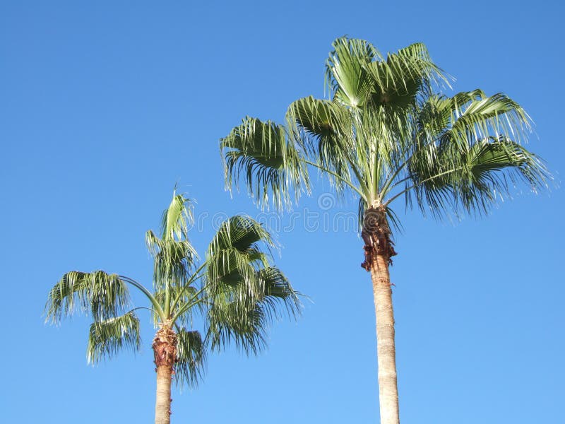 Two Tall Palm Trees stock image. Image of blue, botanic - 13230533