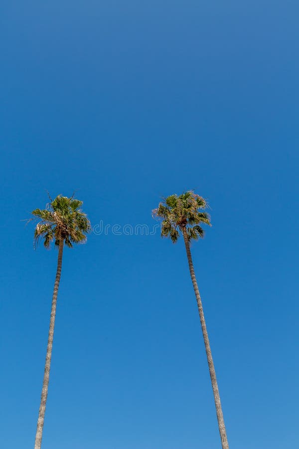 Two Tall Palm Trees on Blue Sky Stock Image - Image of green, exotic ...