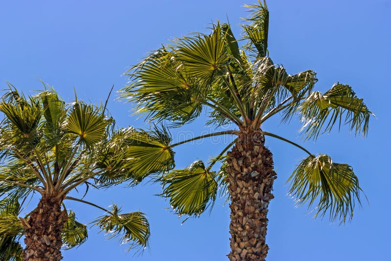 California Palms Trees Swaying Wind Stock Photos - Free & Royalty-Free ...