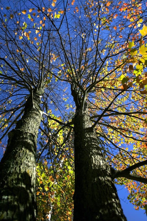 Tall trees in a forest stock image. Image of green, leaves - 3431103