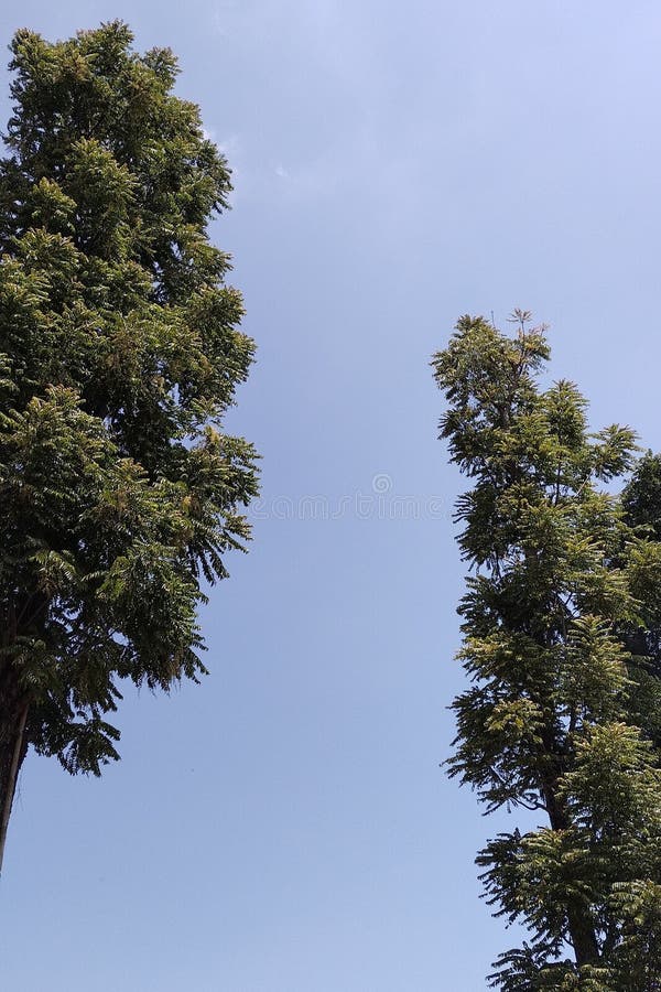 Two Tall Trees and a Blue Sky Stock Photo - Image of tall, blue: 252569100
