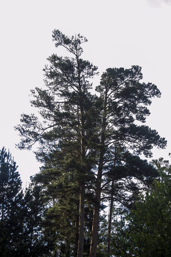 Two Tall Trees in the Forest Stock Photo - Image of nature, park: 189811260