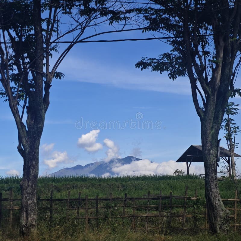 Two Tall Trees Frame a Lush Green Hill and a Distant Mountain, Beneath ...