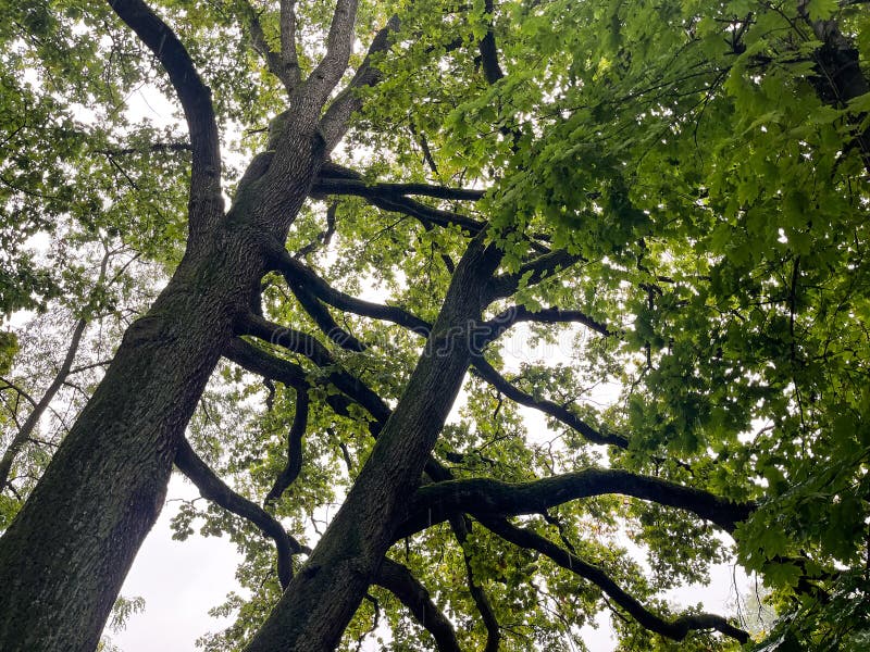 Two Tall Trees with Green Leaves Stock Photo - Image of trees, branches ...