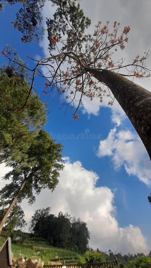 Two Tall Trees Pierce the White Clouds in the Blue Sky Stock Photo ...