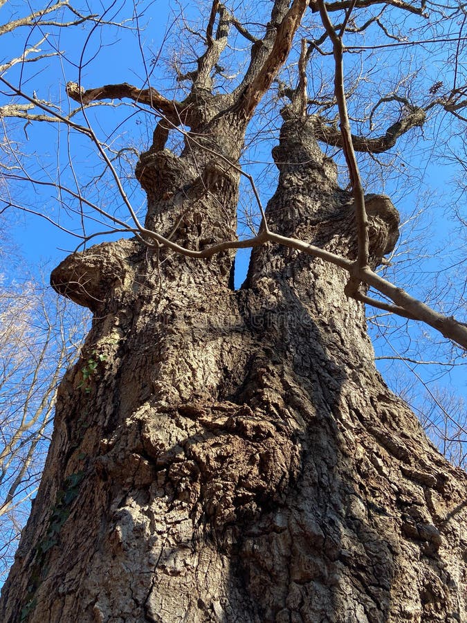 Two Tall Trees in Winter stock photo. Image of trees - 240094220