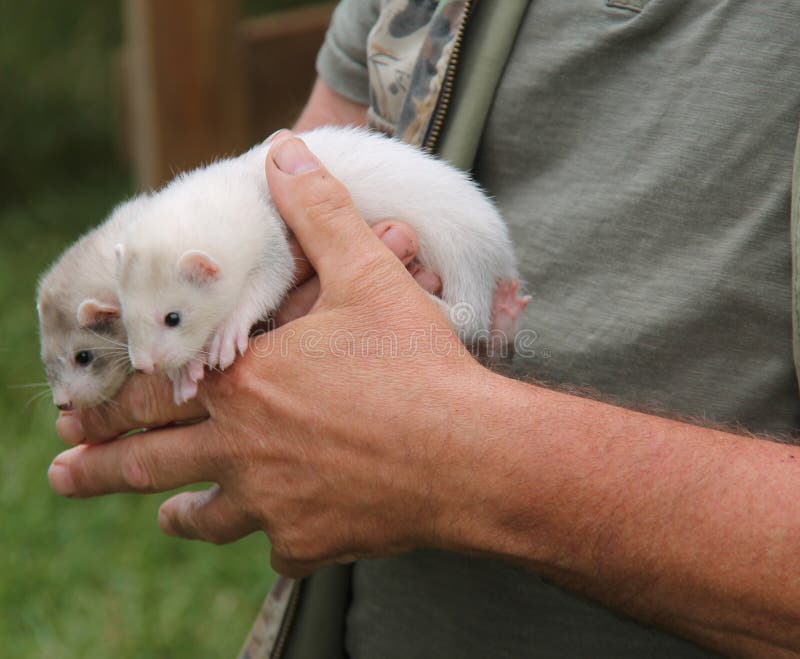 Two Tame Ferrets. stock image. Image of wildlife, ferret - 132848251