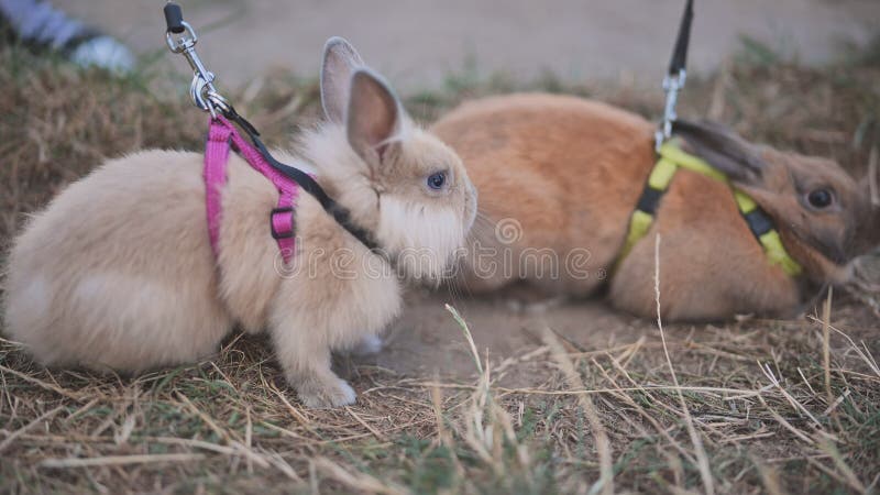 Two Tame Rabbits Walk on the Grass. Stock Image - Image of white ...