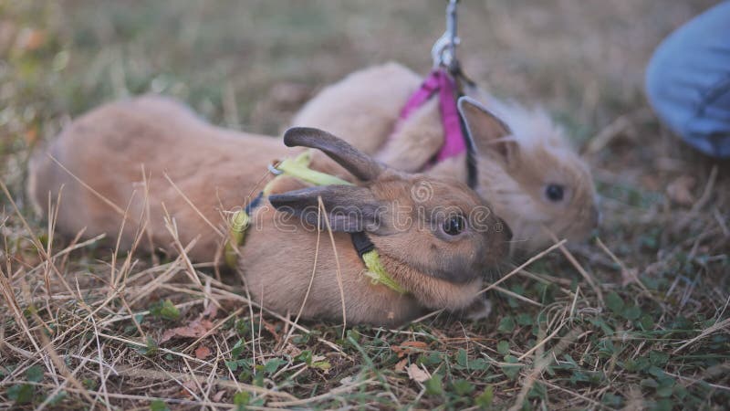 Two Tame Rabbits Walk on the Grass. Stock Image - Image of nature ...