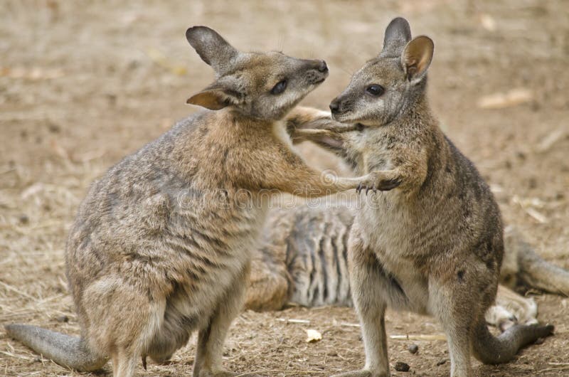 Two wallabies stock image. Image of green, park, face - 26684137
